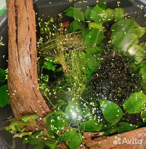 Прополка, анубиас, хемиантус, ломариопсис