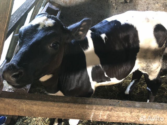 Продам телку молочную (два месяца)