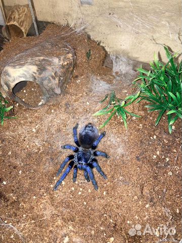 Паук-птицеед