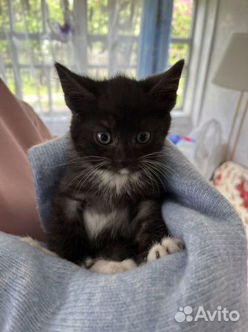 Котенок в добрые руки