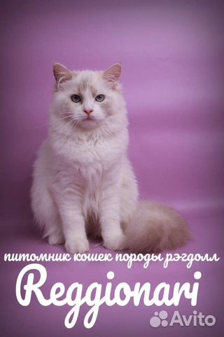 Котенок породы рэгдолл, ragdoll