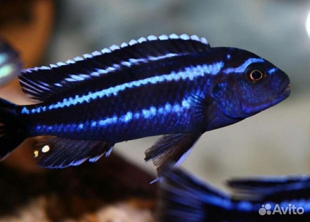 Меланохромис майнгано