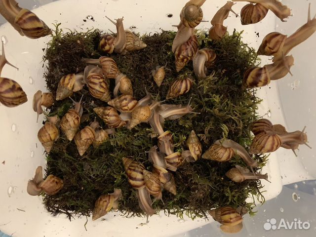 Улитки ахатины