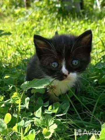 Котенок (мальчик) 1 мес