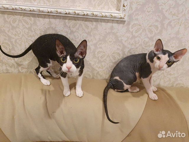 Продаю котята сфинксы донские велюровые