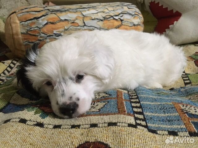 Щенок в добрые руки