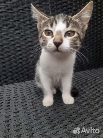 Котенок девочка