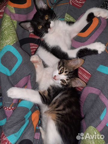Котята из Крыма