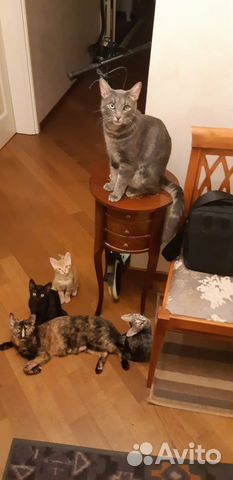 Котята от папы из Черногории