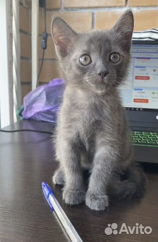 Котенок мальчик ищет дом