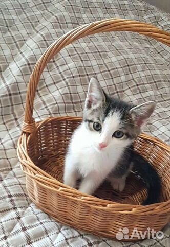 Котенок девочка 1 месяц