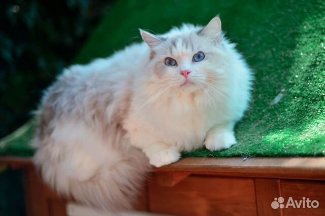 Кот регдолл