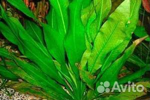 Эхинодорус широколистная амазонка