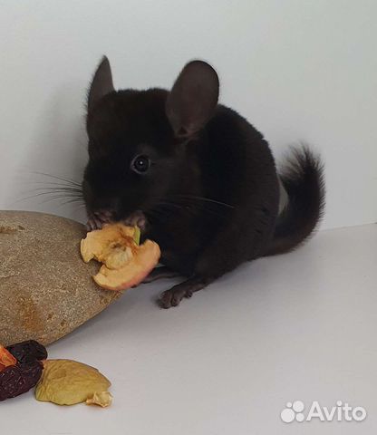 Шиншилленок эбони экстра темный мальчик (2 мес)