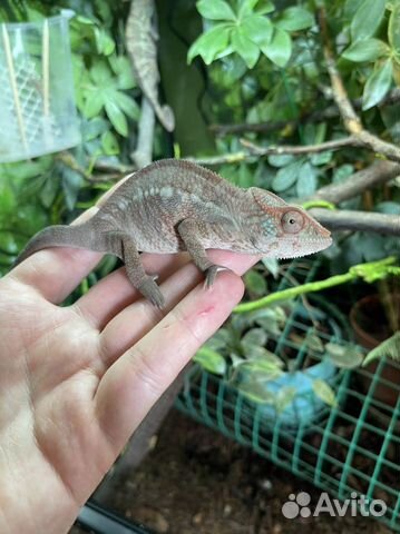 Пантеровый хамелеон самка