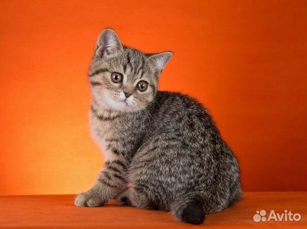 Британские котята