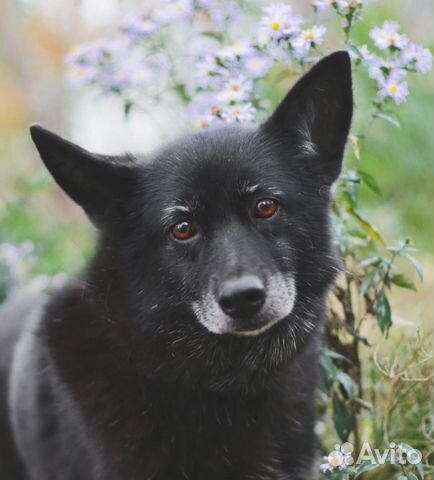 Собачка Арни ищет дом