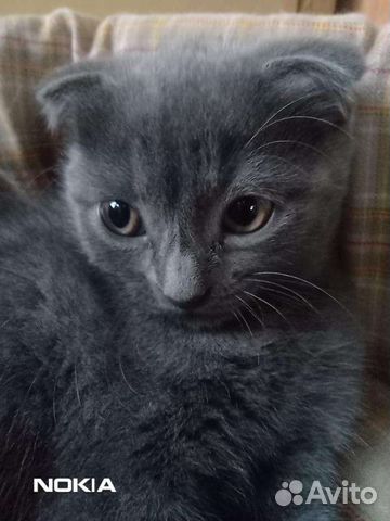 Вислоухие котенок