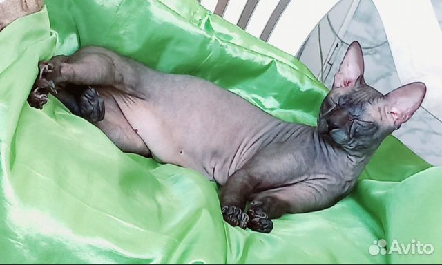 Вязка. Сфинкс. Метис