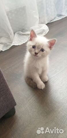 Невские маскарадные котята