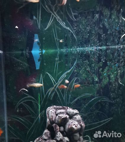 Рыбки гуппи