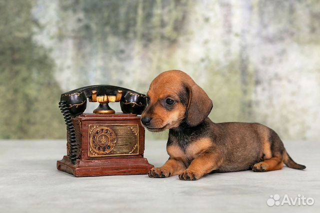 Рыжики пыжики с документами РКФ