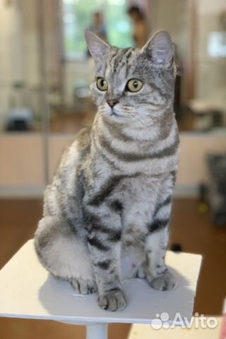 Кошка в дар