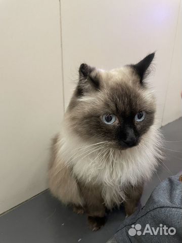 Котейка ищет хозяина