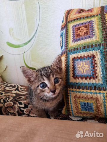 Котята 1.5 месяца в добрые руки