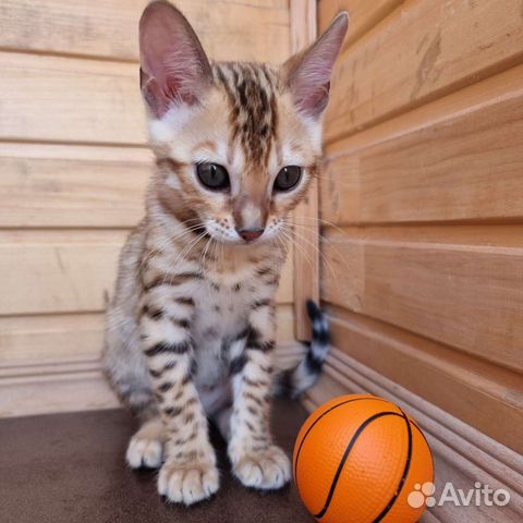 Бенгальские котята