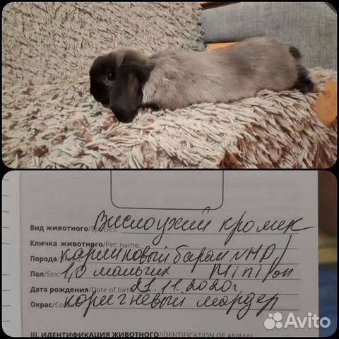 Декоративные кролики