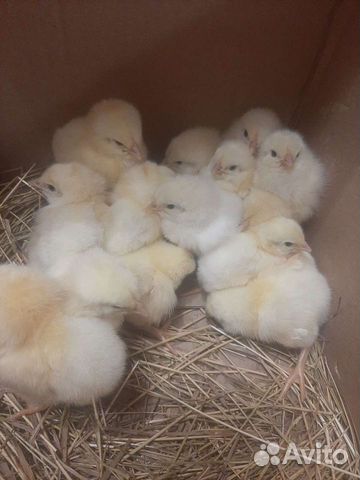 Цыплята броллеры