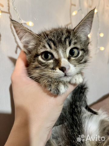Котеночек Васенька (1,5 мес) ищет дом