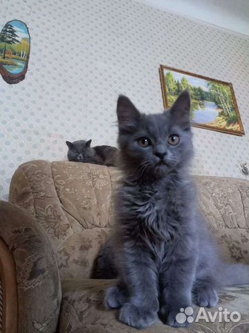 Британские котята