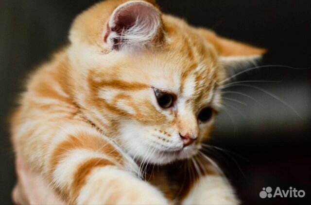 Шотландская кошечка