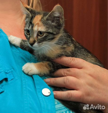 Кошечка,2 мес,принесет Вам счастье