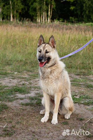 Замечательная молодая собака в добрые руки