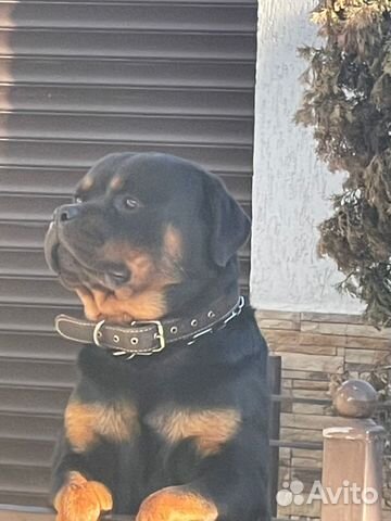 Молодой ротвейлер