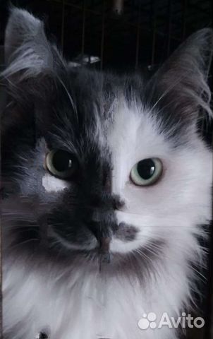 Котик Милок