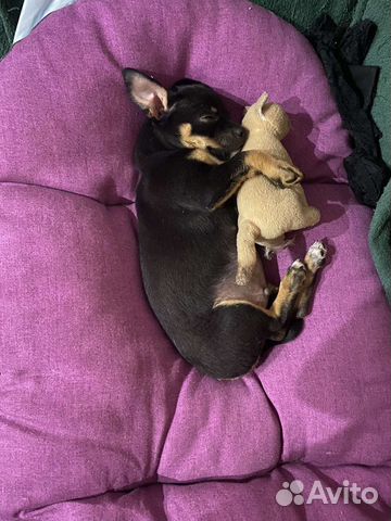 Чих-той терьер в добрые руки