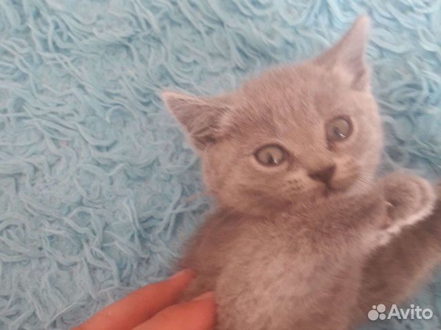 Британский котенок