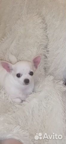 Отдам в добрые руки собаку