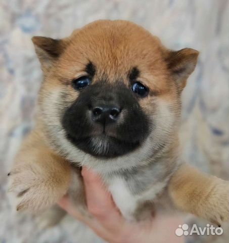 Сиба ину малыши ждут Вас