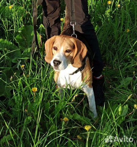 Бигль вязка