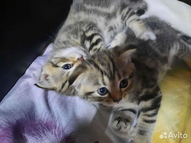 Шотландские котята