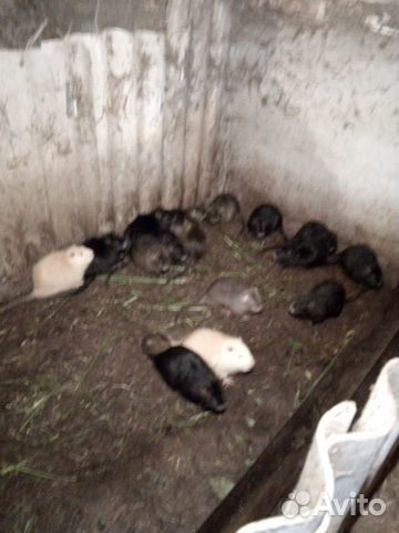 Нутрии на племя