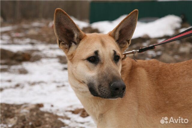 Статный, рыжий красавец по кличке Солнце