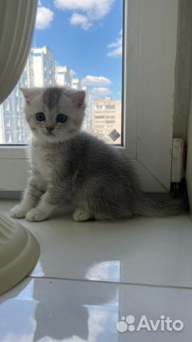 Британские вислоухие котята шиншилла
