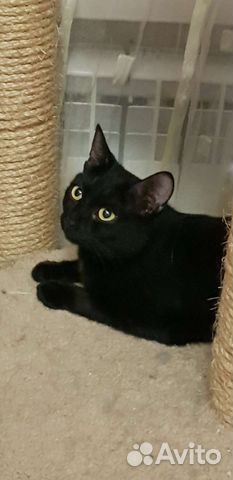 Кошка черная Марго 10мес стерилизованная