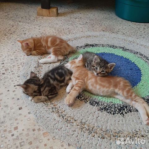 Кошки курильский бобтейл
